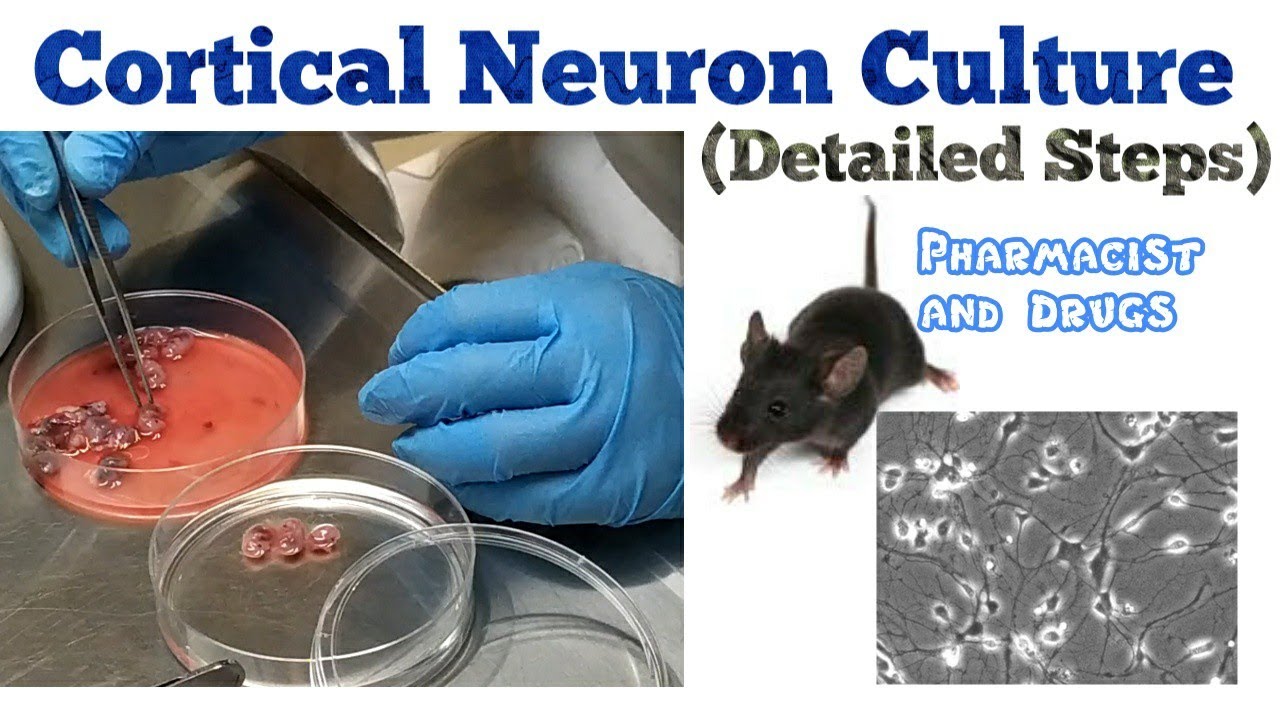 Mouse Cortical Neuron Culture, Research Technique, Pharmacist and Drugs ...