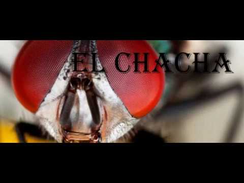 EL CHACHA - FLY MUHA - YouTube