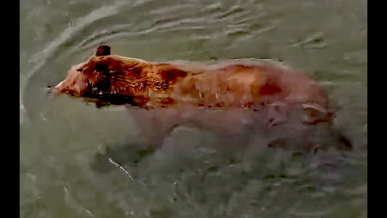 14 Oct 2024: Floating bears 879 Boarse and 602 (explore.org) - YouTube