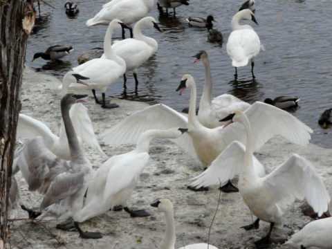 Swan Fight - YouTube