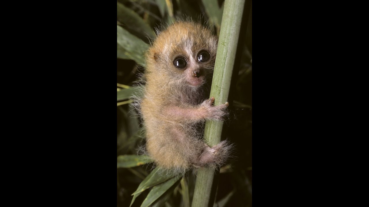 Slow loris impressively high jump 🙀😆 Best Funny Animal Videos | Viral ...