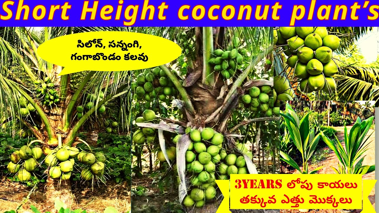 మూడు అడుగుల్లో కాయలు |Which Is The Best Dwarf Coconut Variety |short ...
