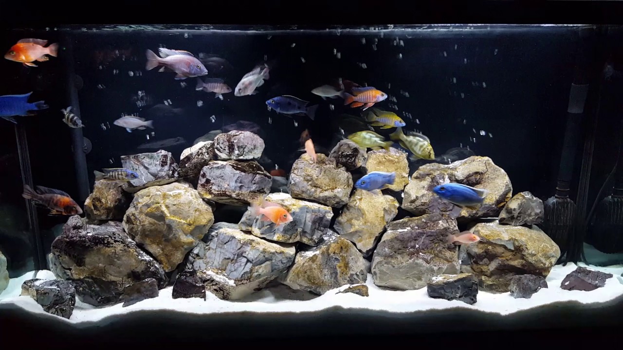 African Cichlid Aquarium - YouTube