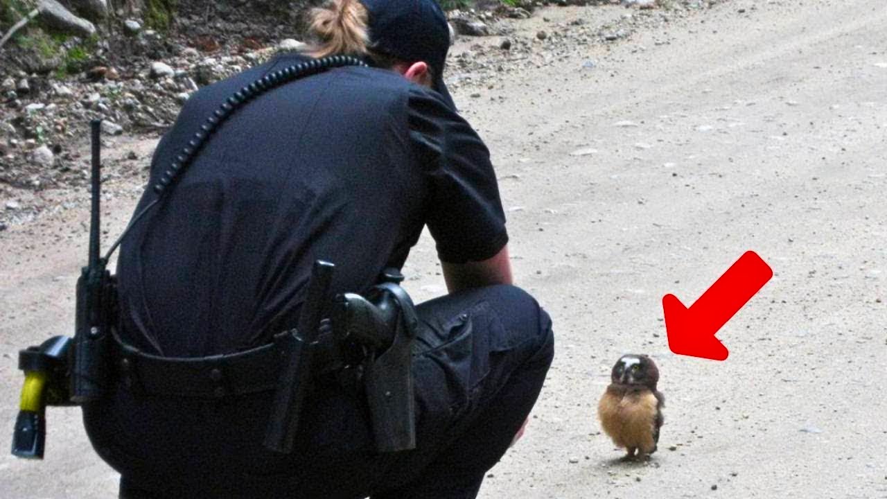 Baby Owl Keeps Following Officer For Help - When She Realizes Why, She ...