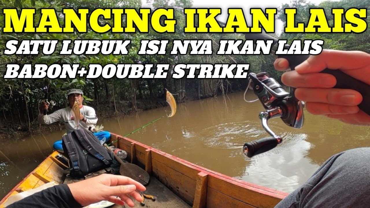 MANCING IKAN LAIS!!!SATU LUBUK IKAN LAIS ISI NYA BABON SAMPAI DOUBLE STRIKE - YouTube