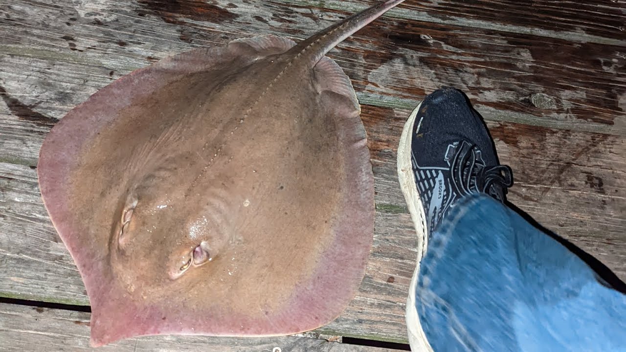 How to Release a Stingray *No Barb Removal* - YouTube