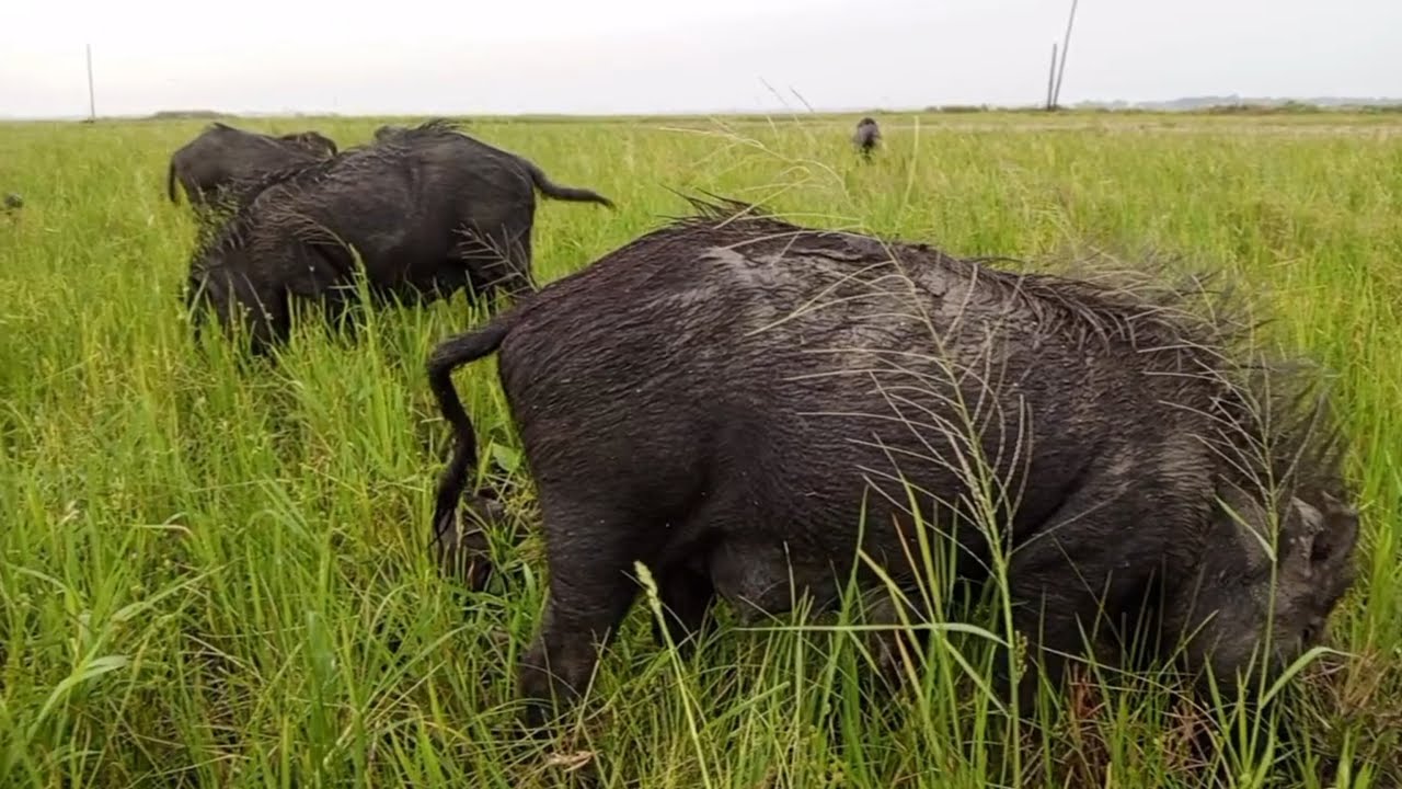 Quality Bangla Pig || Graziers pig grazing in the beautiful village ...