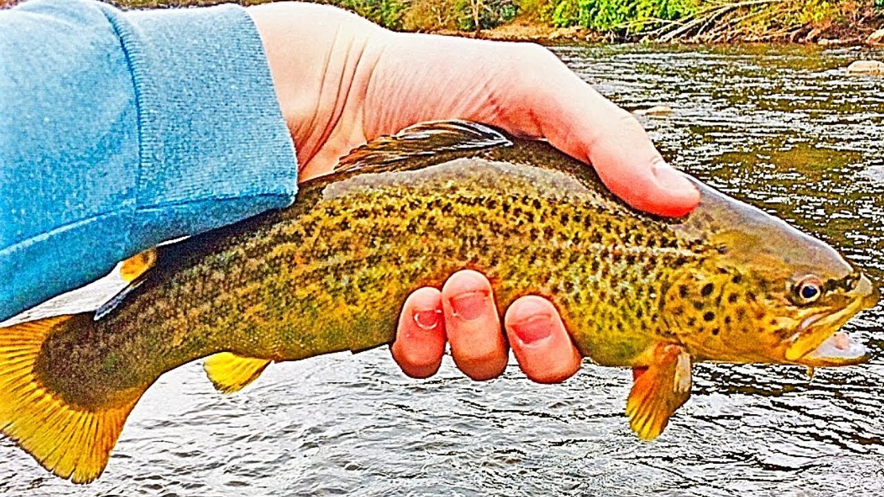 Early Spring River Trout Fishing | Catching Brook and Brown Trout on ...
