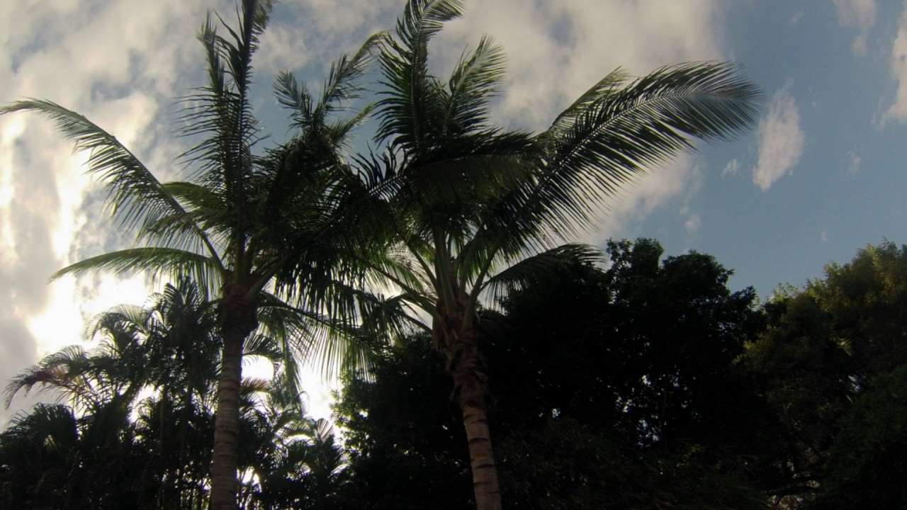 Florida Palm Trees - YouTube