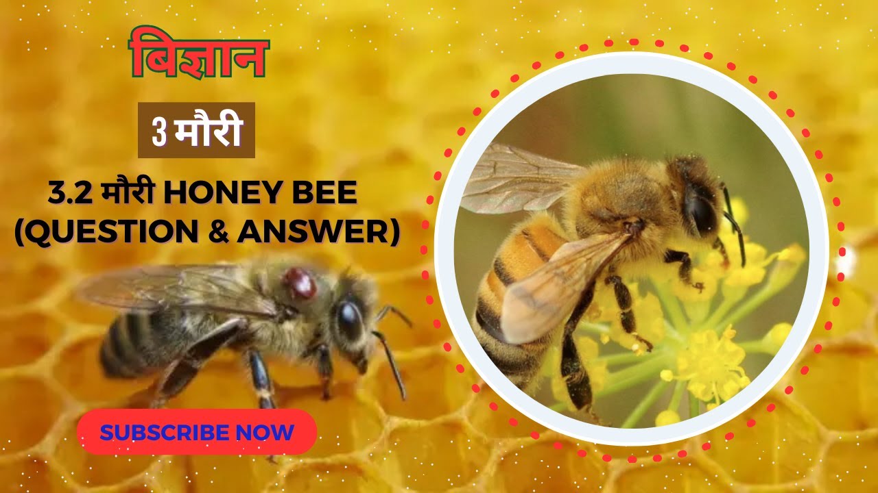 3.2 मौरी - Honey Bee (Question & Answer) Class 10 बिज्ञान # ...