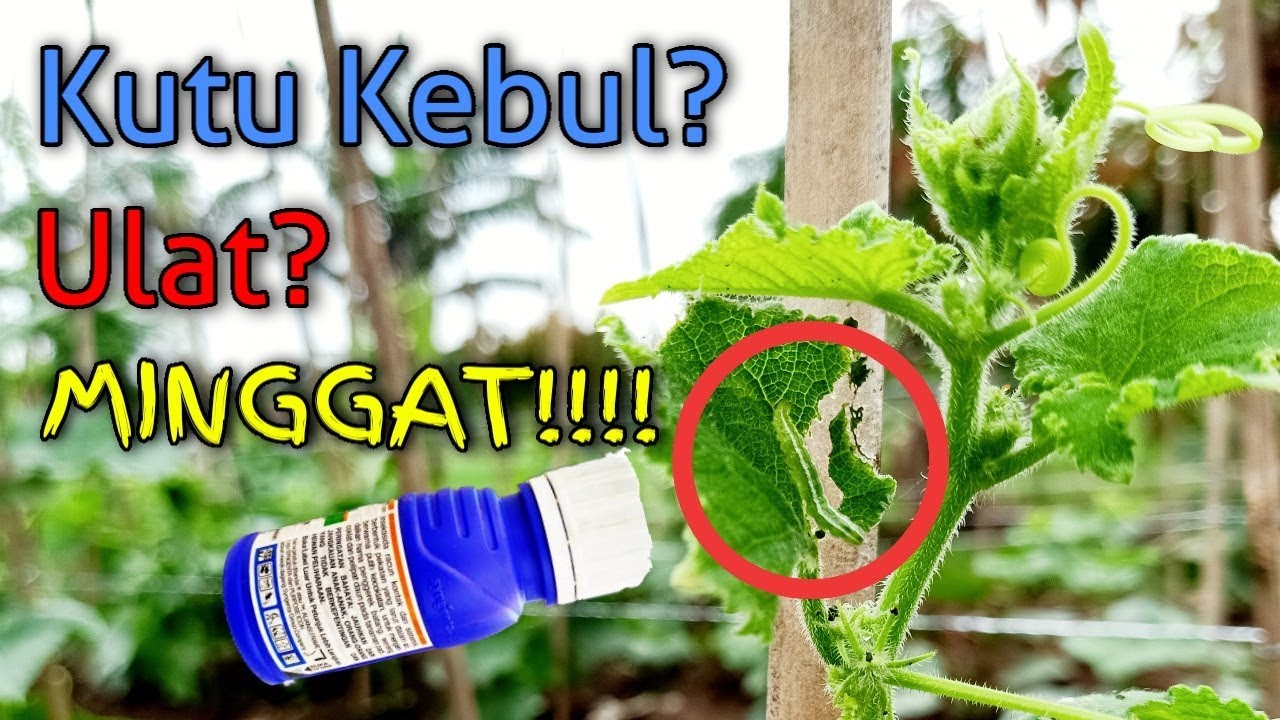 Atasi Ulat dan Kutu Kebul Pada Tanaman Timun || Cucumbers Planting ...
