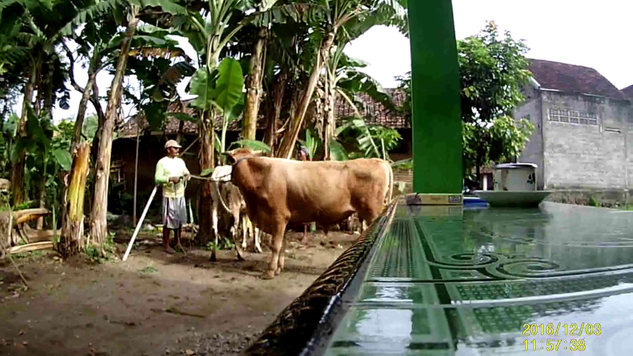 cow mating SUN P0006 - YouTube
