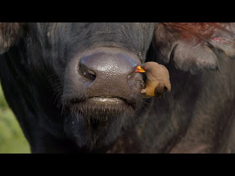 Oxpecker cleaning a buffalo’s nostrils and ears!
