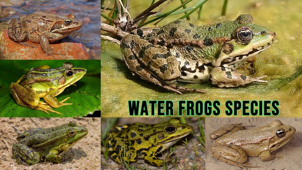 All Water frogs species/complete list of water frogs / Water Frogs ...