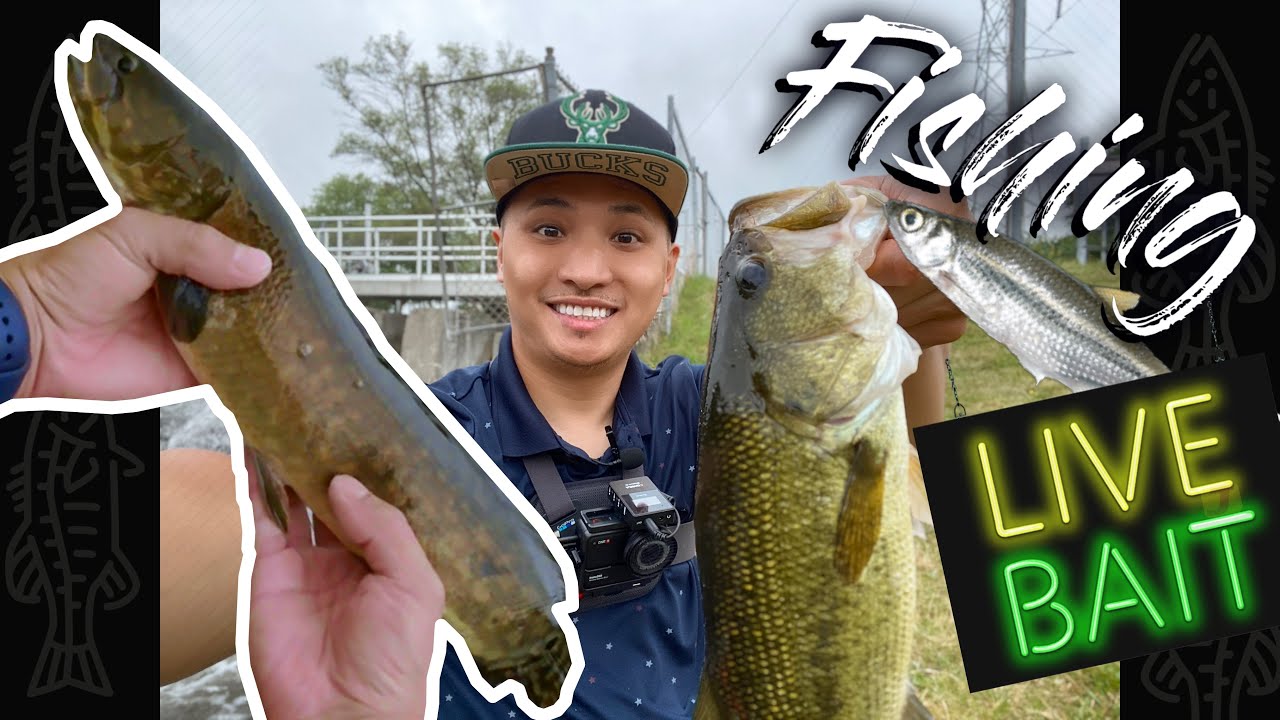 How to Fish Using Live Bait | Drop Shot Style - YouTube
