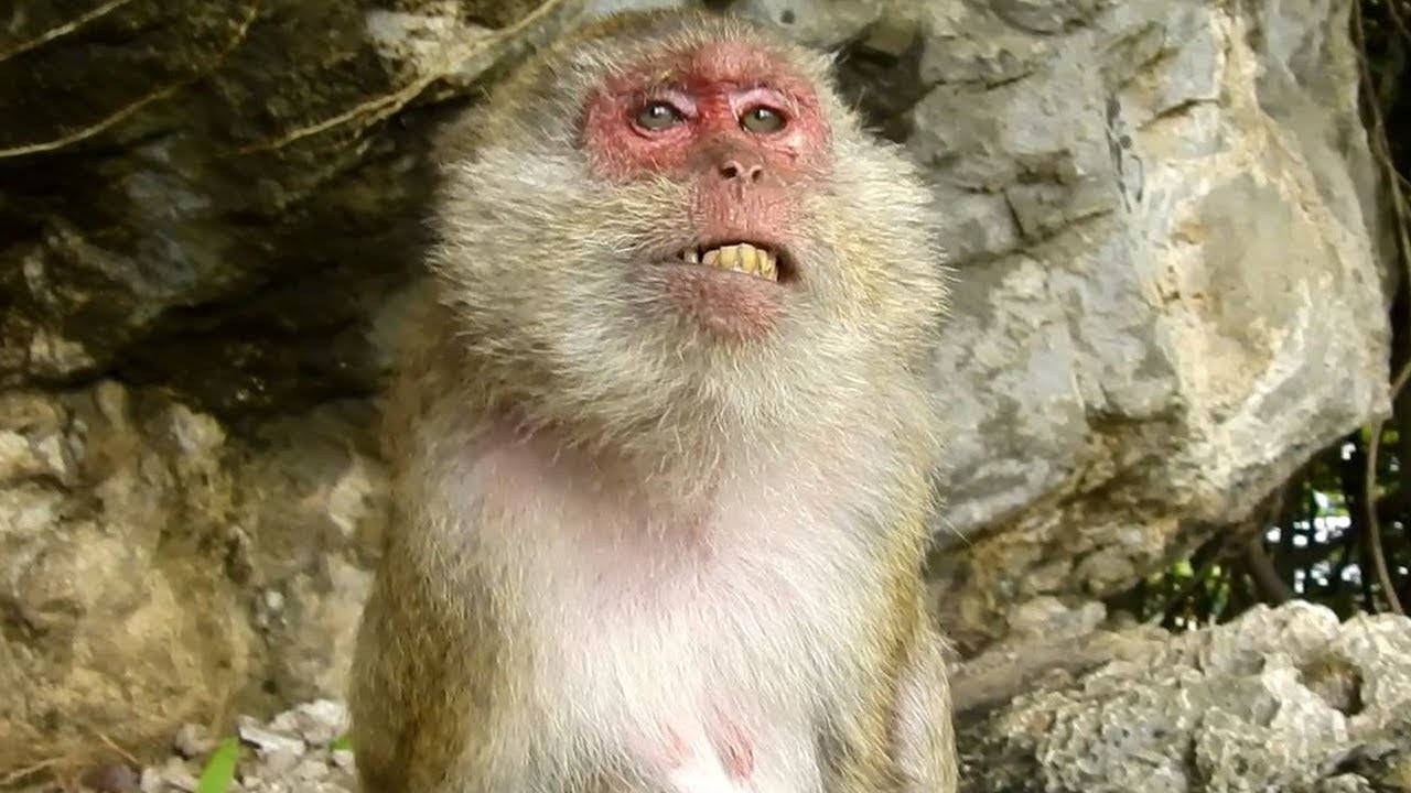 Thank You So Much for Remember Old Monkey Abigail - YouTube