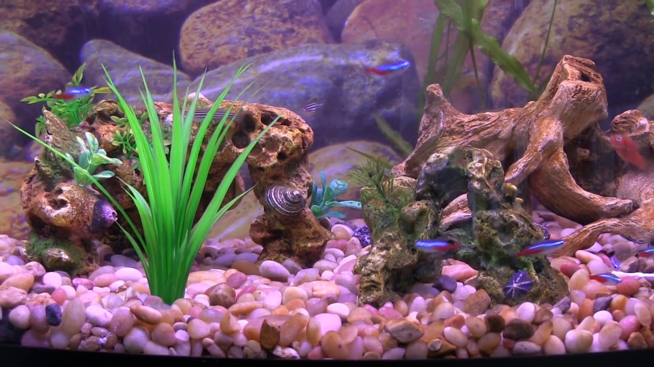 Aqueon 36 Gallon Bow Front Aquarium Kit