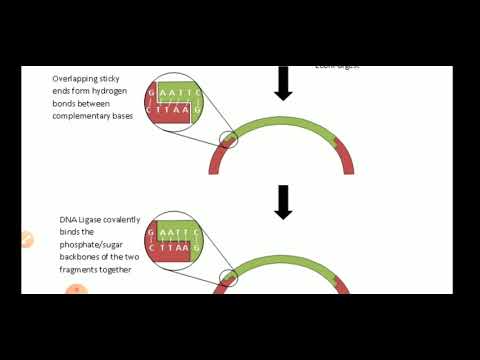 Blunt end ligation (Joining of DNA ) - YouTube