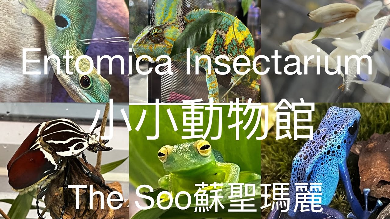 Entomica Insectarium at Sault Ste. Marie 加拿大蘇聖瑪麗小小動物館 - YouTube