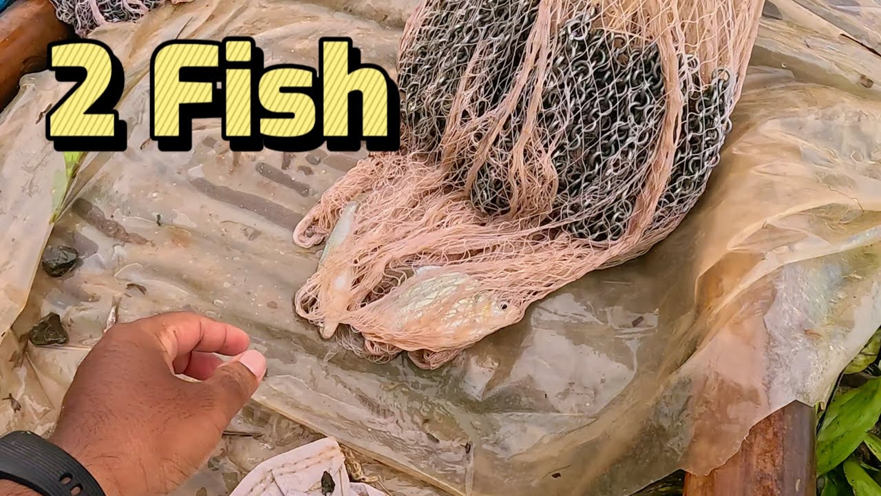 EP69 | Cast net fishing, 1 cast net got 2 fish how about 10 cast net ...