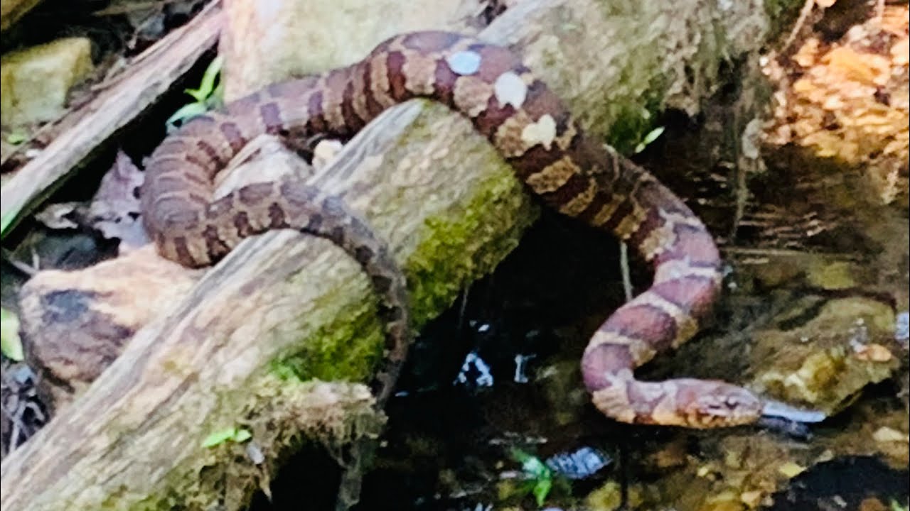 “A Snake Tried To Bite Me While I Was Looking For Arrowhead’s” - YouTube