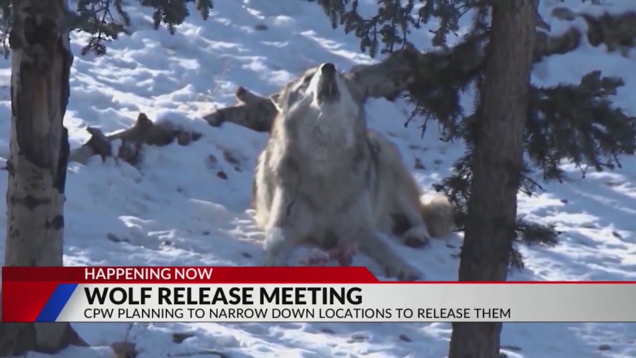 Colorado Parks and Wildlife holds meeting to narrow down wolf release ...