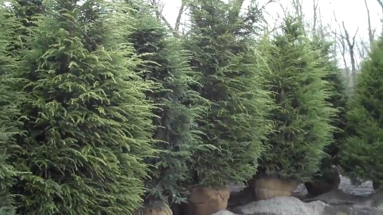 Cedar shrubs for sale; Chris Orser Landscaping - YouTube