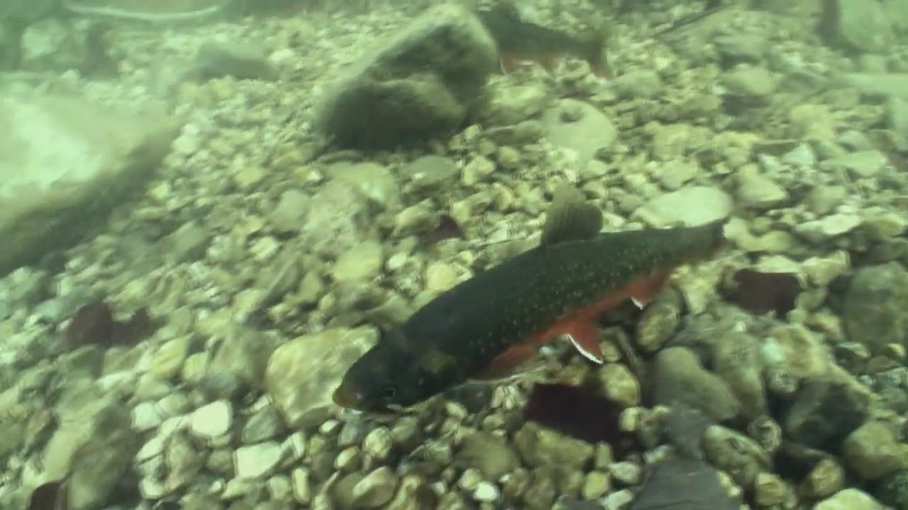 Laichzeit der Saiblinge - YouTube