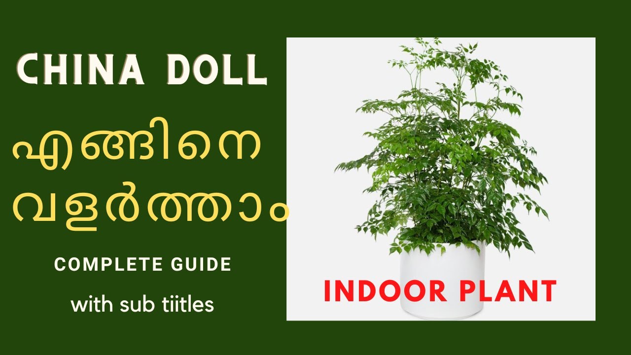 China Doll Tree House Plant