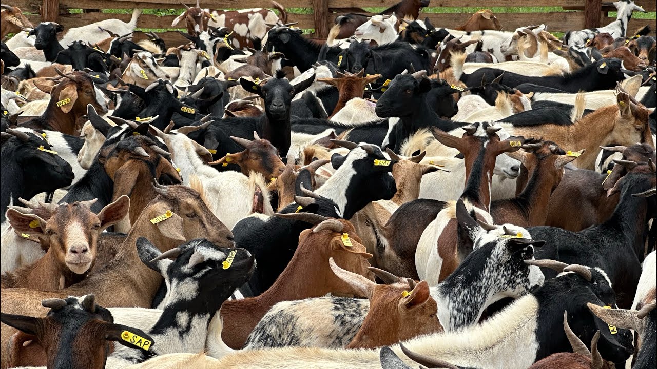 Yiga Okulunda embuzi ne YPA - Practice Goat Farming with YPA and enjoy ...