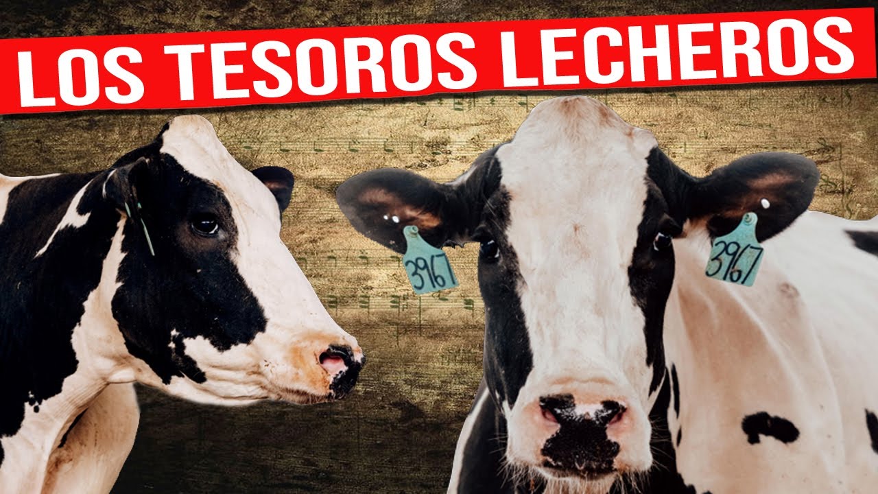 🔴 Vacas Lecheras HOLSTEIN Descubriendo Los Tesoros Lecheros en Blanco y ...