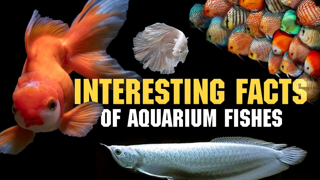 Interesting Facts about Aquarium Fishes | English subtitles | Bubbles ...
