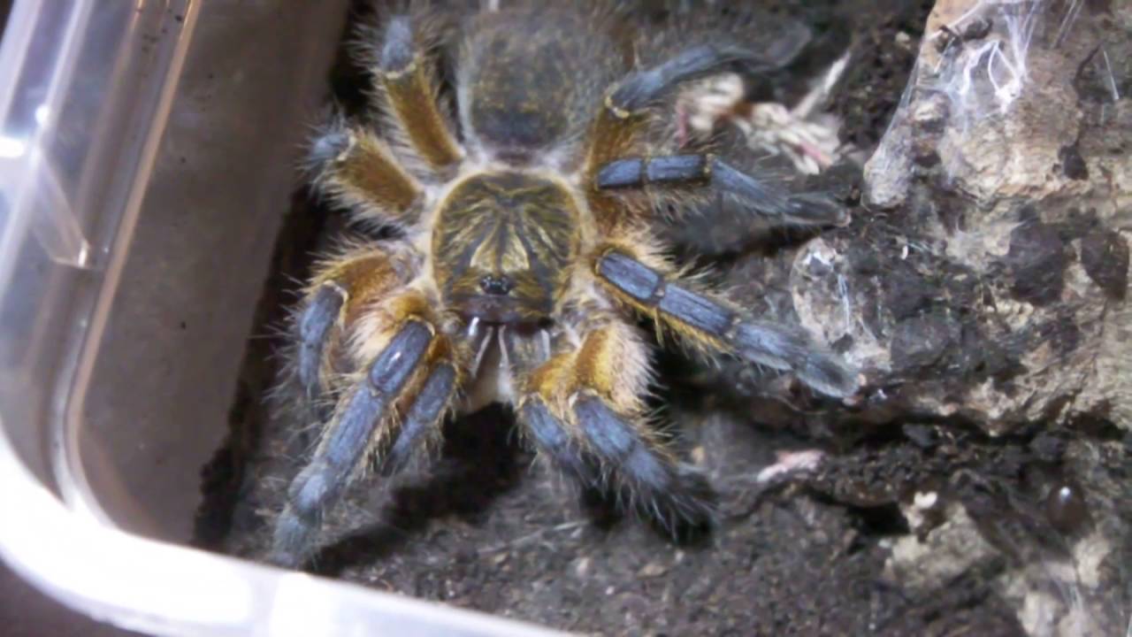 H. pulchripes Update and Feeding! (Golden Blue Leg Baboon) - YouTube