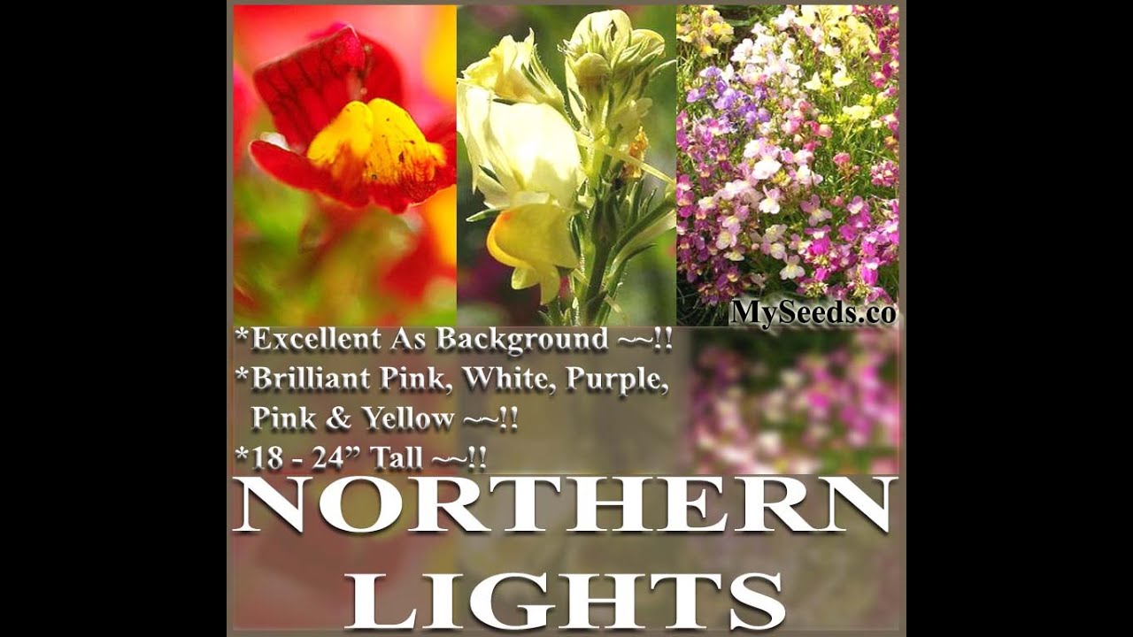 NORTHERN LIGHTS TOADFLAX, Linaria maroccana SNAPDRAGON FLOWER SEEDS on ...