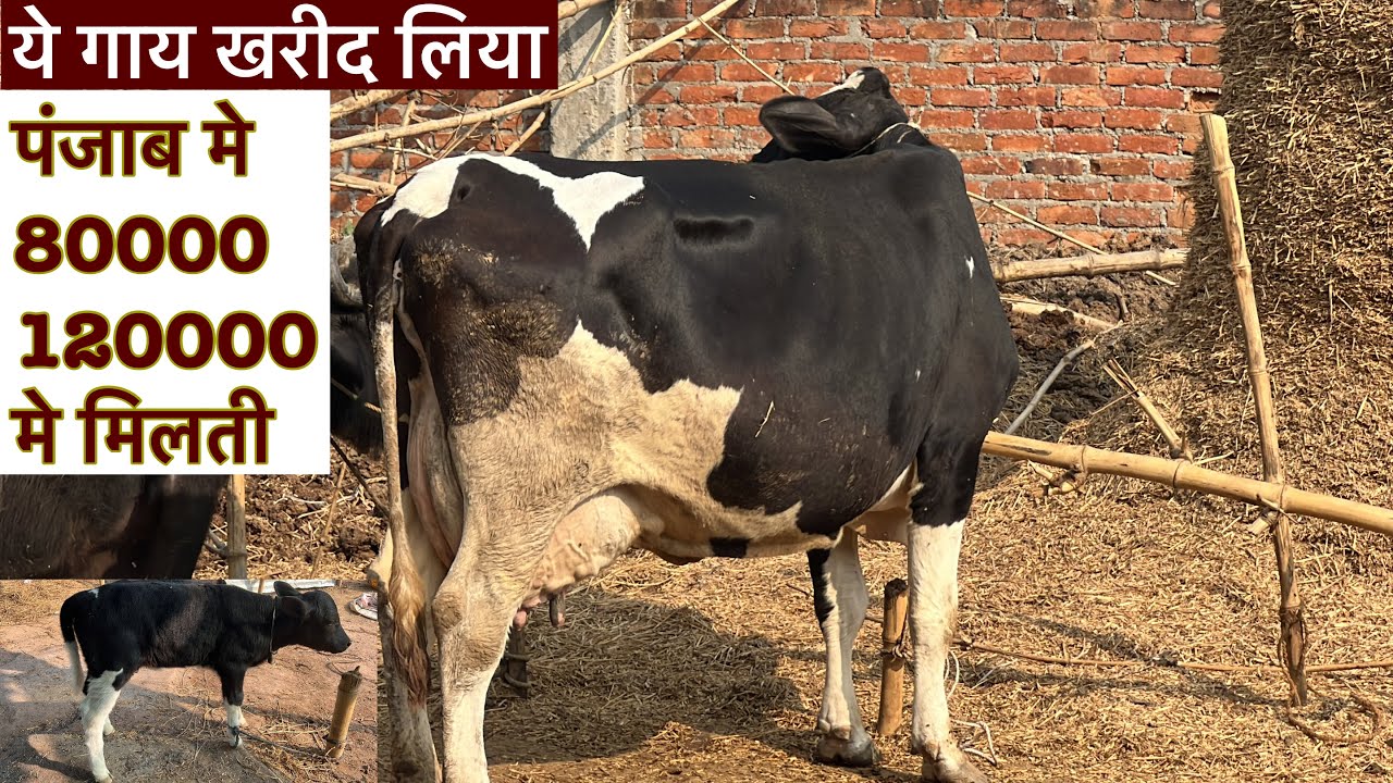 ये गाय खरीद लिया,,पंजाब मे 80000 या 120000 मे मिलती high breed HF cow ...