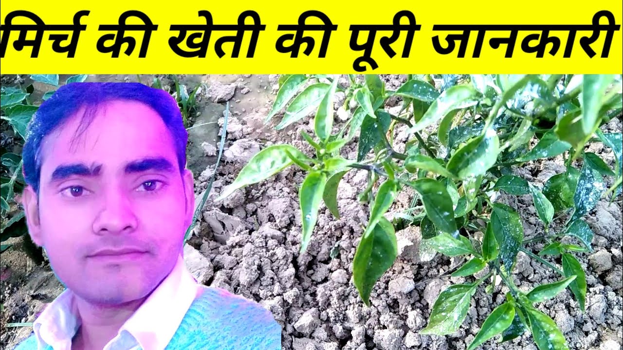 मिर्च की खेती किस विधि से करना चाहिए पुरी जानकारी🔥🌶️🌶️mirch ki kheti ki ...