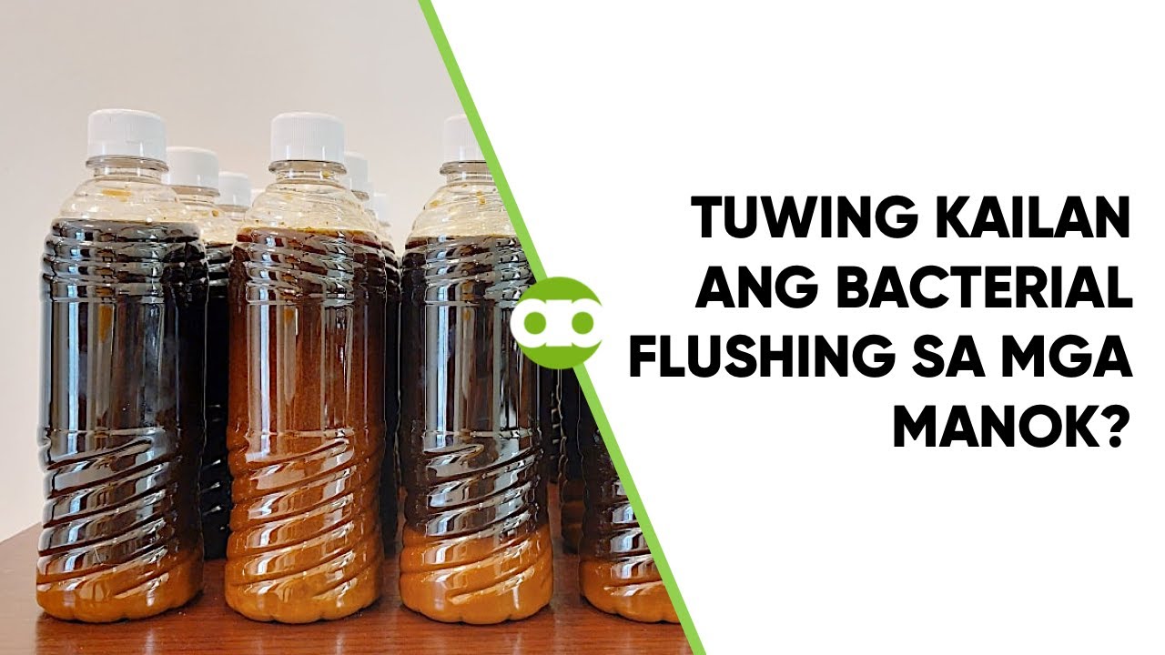 Tuwing Kailan ang Bacterial Flushing sa mga Manok? - YouTube