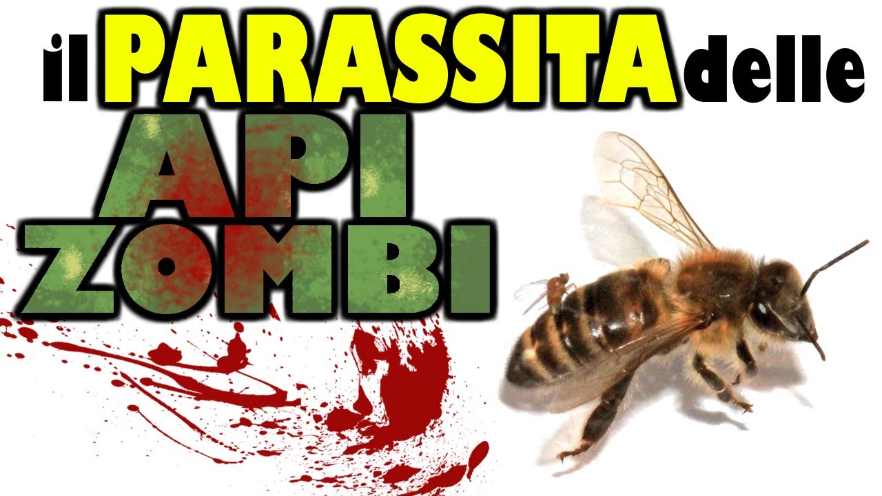 L'INVASIONE delle API ZOMBI - La storia dell'Apocephalus borealis - YouTube