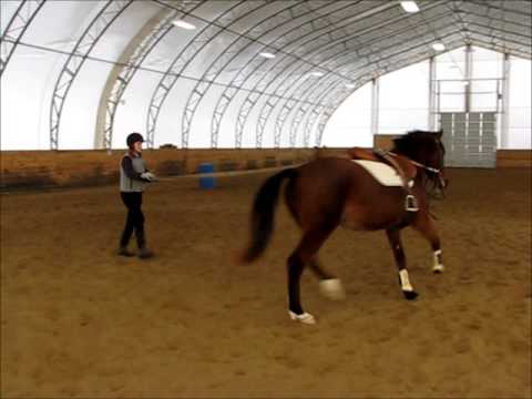 Training Tips: Lunging to Long Rein - YouTube