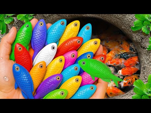 Catch beautiful aquarium fish in small pond baby turtles, eel, pencil fish, blue guppy, betta blu 🐠