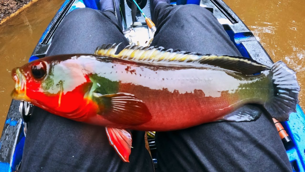 Obra de arte.... Jacundá vermelho. Riozinho 21/10/23 - YouTube