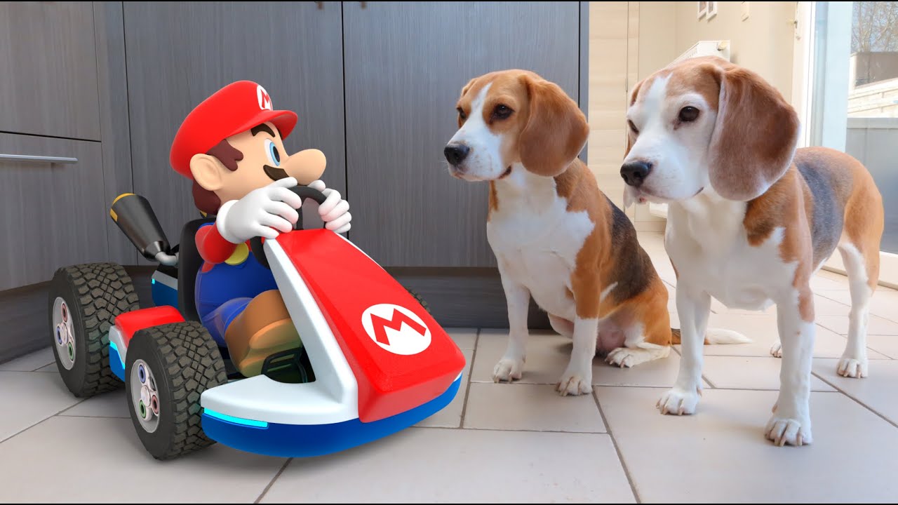 Puppy SURPRISED with MARIO in Real Life Animation - YouTube