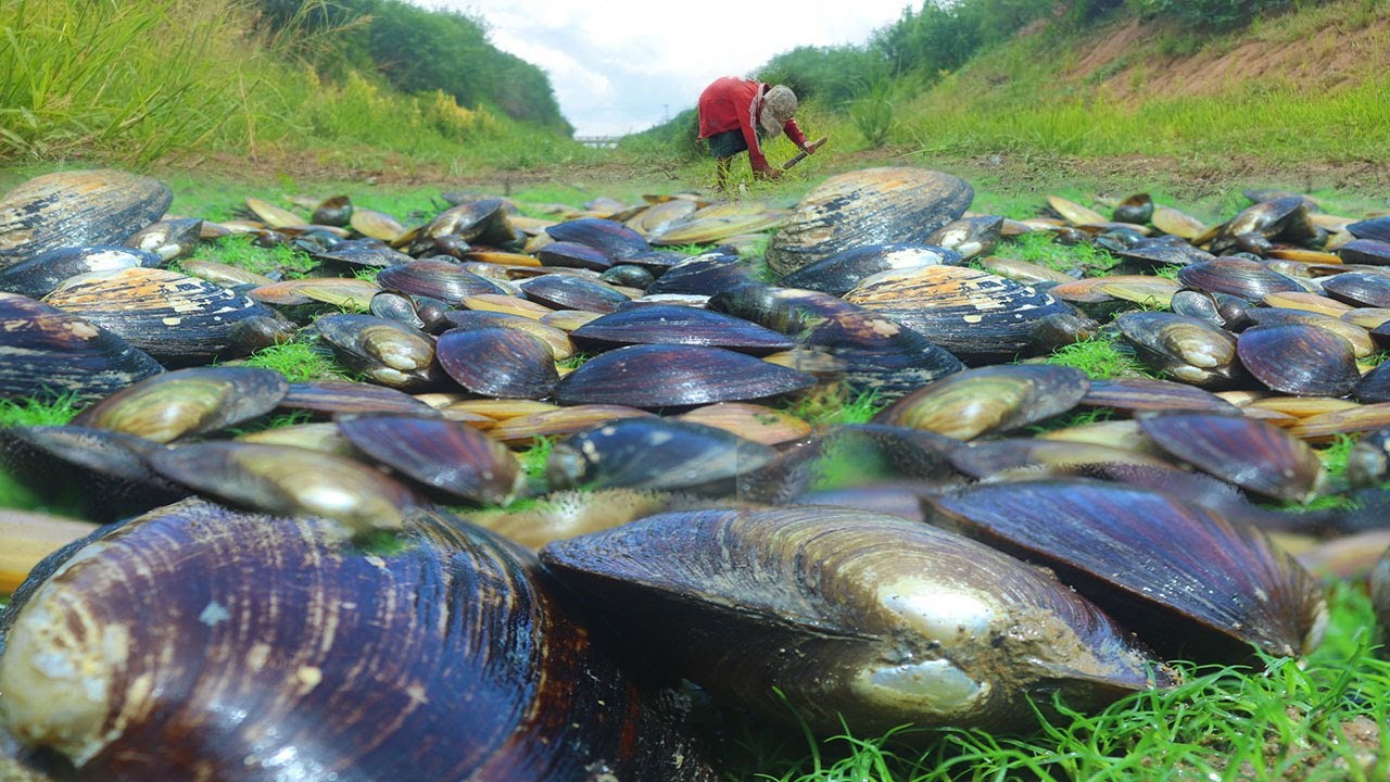 Coastal Foraging, Mussels, Clams, Delicious Cookup Autumn - YouTube