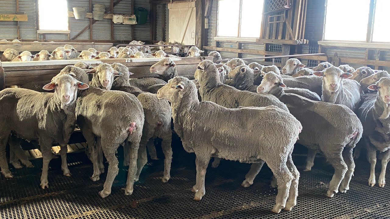 Laparoscopic Artificial Insemination in Merino sheep | #sheep # ...