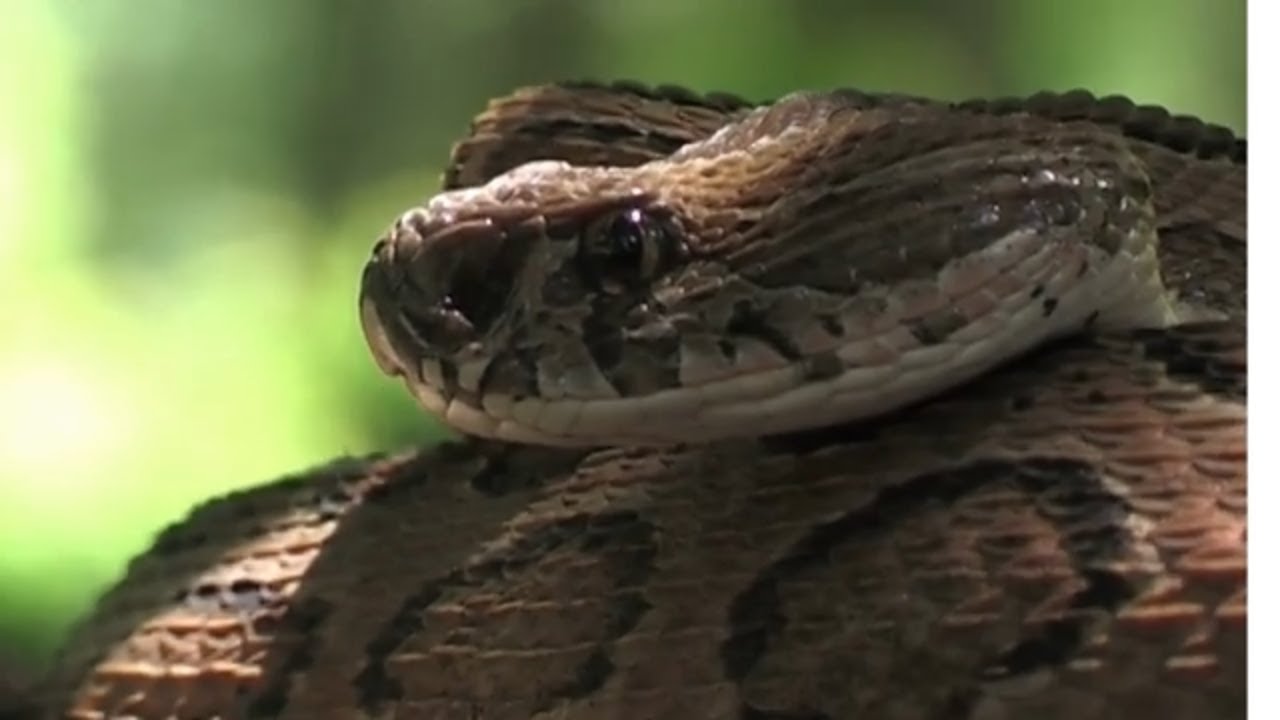 Snakes Galore! You Have Never Seen So Many Crazy Snakes! (poisonous and ...