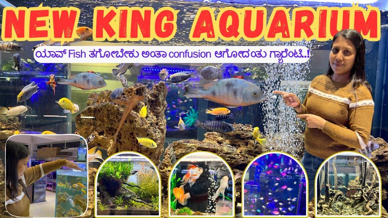 New king Aquarium| Biggest Aquarium in Karnataka | ಯಾವ್ Fish ತಗೋಬೇಕು ...
