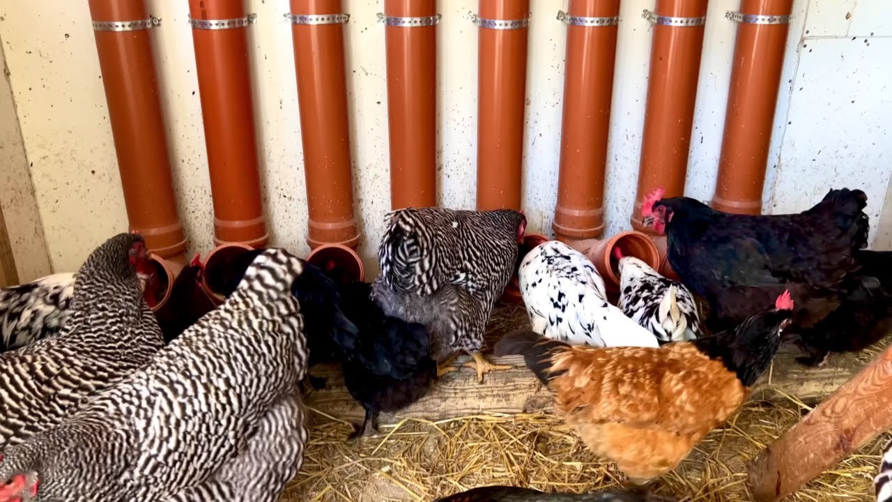 Hühnerfütterung - Das System mit Rohren näher erklärt, direkt aus dem Hühnerstall! #hühnerfutter ...