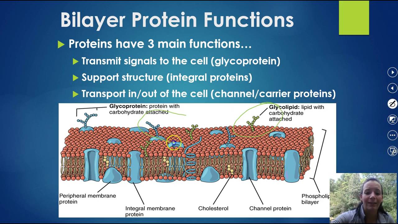 STEM Bio - Cell Membrane - YouTube