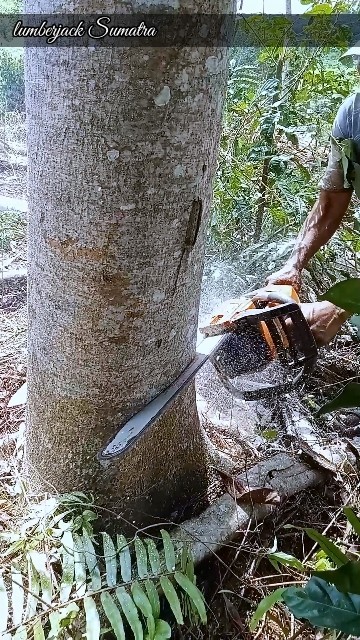 cutting down large and tall Albasia trees#lumberjack#short#chainsaw# ...