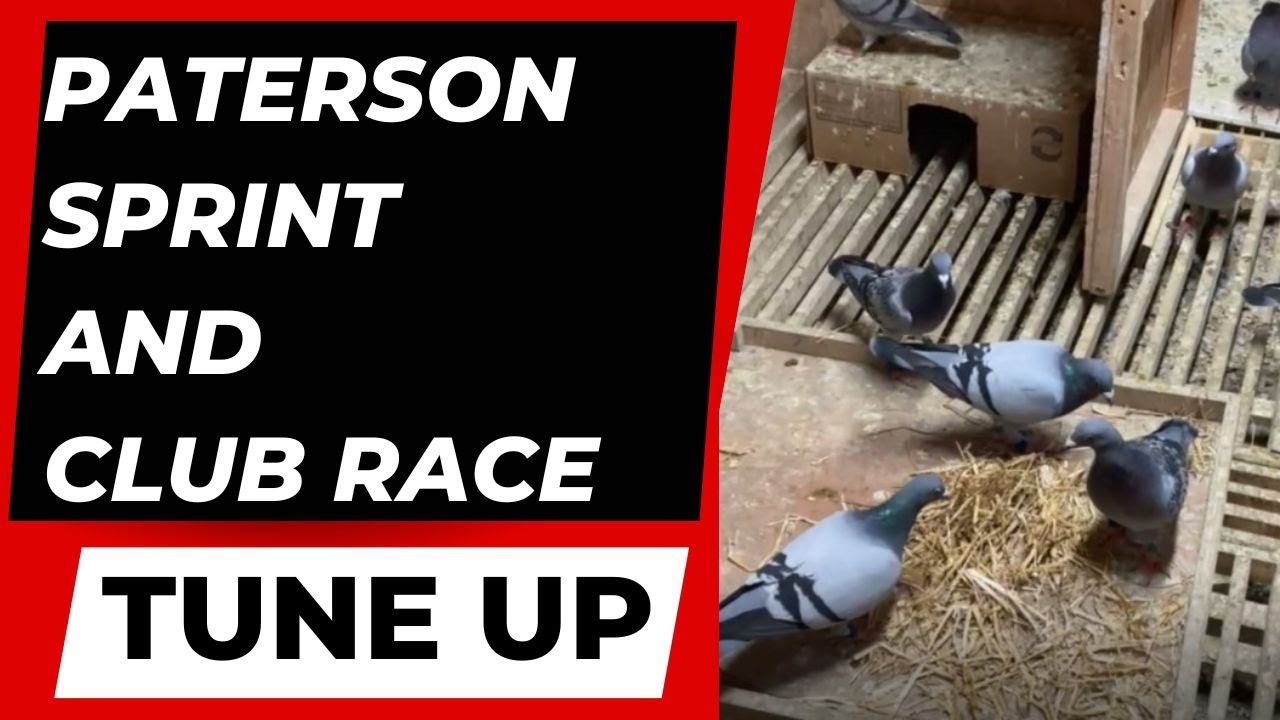 Racing Pigeons | Paterson Sprint and Queen City Shipping Night - YouTube
